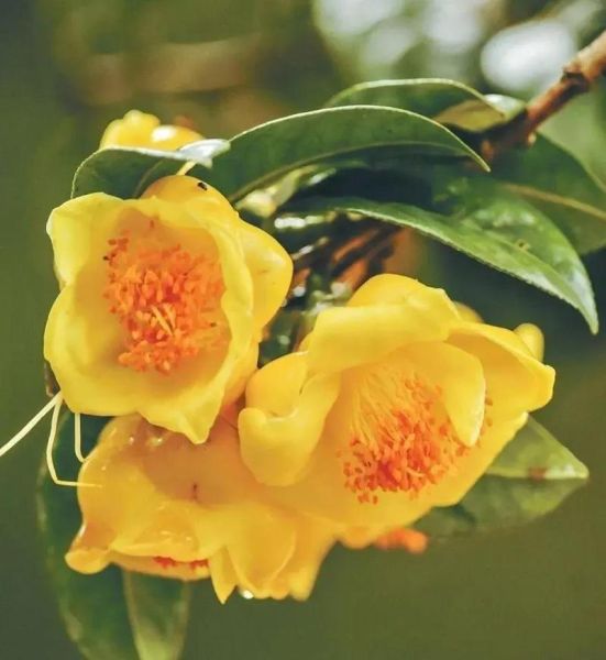 金花茶图片_金花茶长什么样-第1张图片-山城妙识 金花茶图片_金花茶长什么样-第1张图片-山城妙识