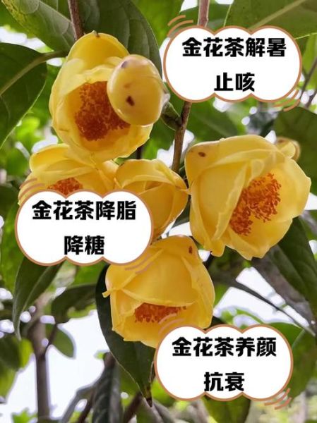 金花茶图片_金花茶长什么样-第2张图片-山城妙识 金花茶图片_金花茶长什么样-第2张图片-山城妙识
