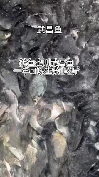 鳊鱼刺多吗_鳊鱼适合孩子吃吗-第1张图片-山城妙识 鳊鱼刺多吗_鳊鱼适合孩子吃吗-第1张图片-山城妙识