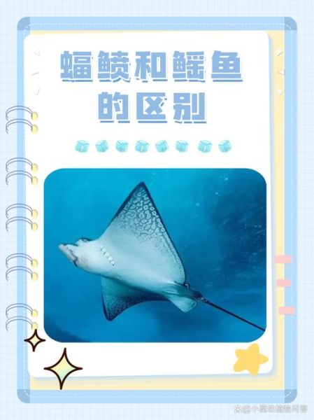 魟鱼怎么读_魟鱼读音是什么-第1张图片-山城妙识 魟鱼怎么读_魟鱼读音是什么-第1张图片-山城妙识