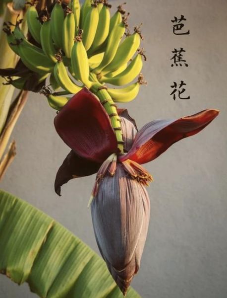 芭蕉花图片_如何识别真假芭蕉花-第1张图片-山城妙识