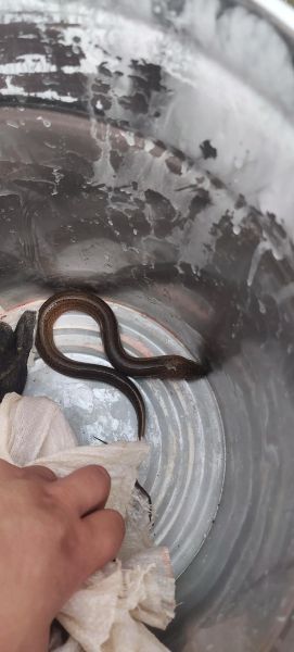 野生黄鳝小孩吃了会性早熟吗_黄鳝含激素真相-第1张图片-山城妙识