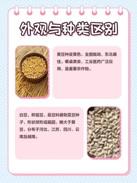 白豆是什么豆_白豆和黄豆的区别-第1张图片-山城妙识