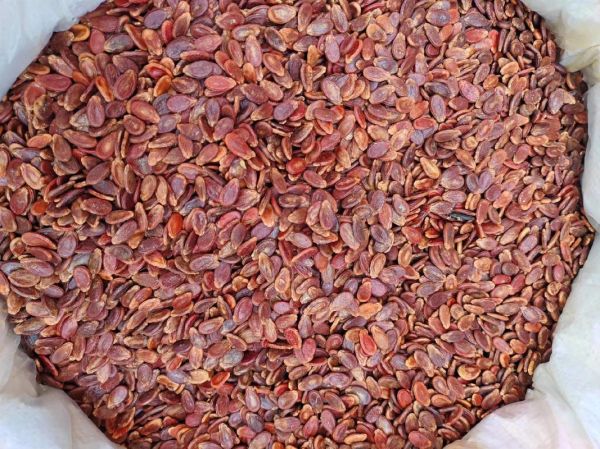 红瓜子的功效与作用_红瓜子的禁忌人群有哪些-第3张图片-山城妙识