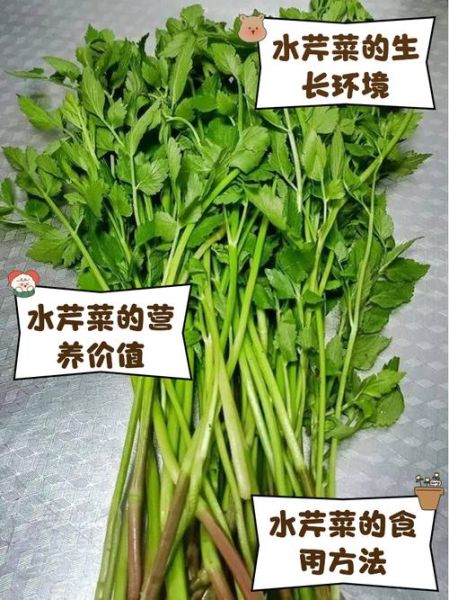 水芹菜有寄生虫吗_水芹菜怎么洗才干净-第2张图片-山城妙识