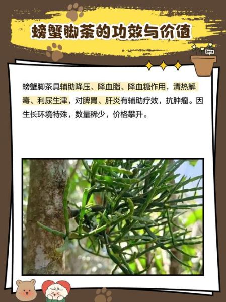 螃蟹脚茶的功效与作用_适合什么人喝-第1张图片-山城妙识