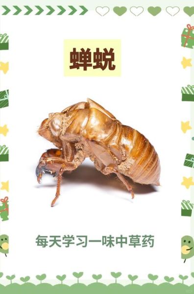 蝉蜕治疗皮肤病效果好吗_蝉蜕怎么用治湿疹最快-第1张图片-山城妙识