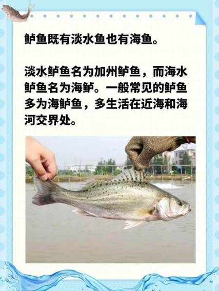 海鲈鱼和河鲈鱼哪个好吃_口感营养大比拼-第1张图片-山城妙识