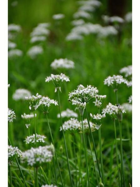 韭菜花开舞蹈视频教学_韭菜花开舞蹈分解动作-第2张图片-山城妙识