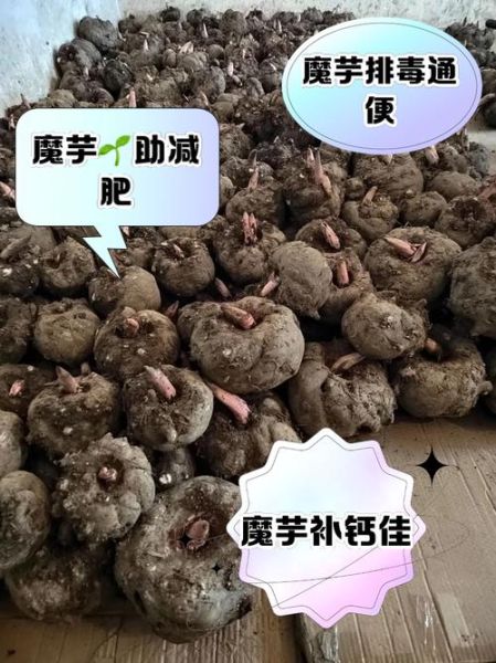 魔芋哪些人不能吃_魔芋禁忌人群-第3张图片-山城妙识