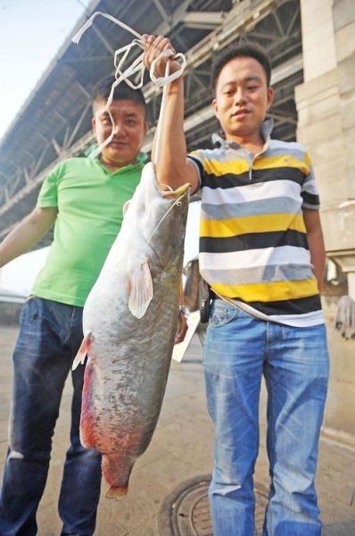 胖头鱼是花鲢吗_花鲢和胖头鱼的区别-第3张图片-山城妙识