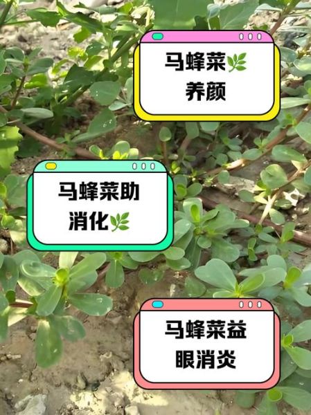 马蜂菜的功效与作用禁忌_什么人不能吃马蜂菜-第2张图片-山城妙识