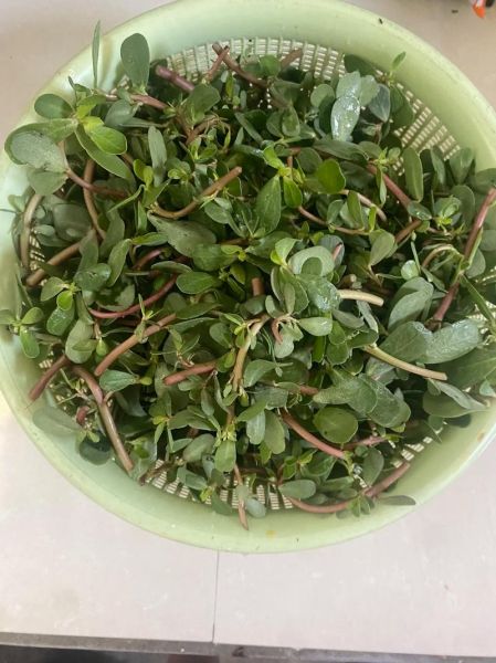 马蜂菜的功效与作用禁忌_什么人不能吃马蜂菜-第3张图片-山城妙识