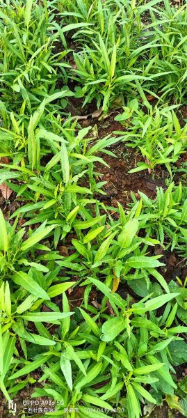 空心菜又叫什么菜_空心菜别名有哪些-第3张图片-山城妙识