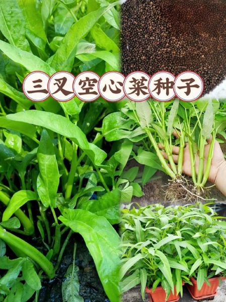 空心菜又叫什么菜_空心菜别名有哪些-第1张图片-山城妙识