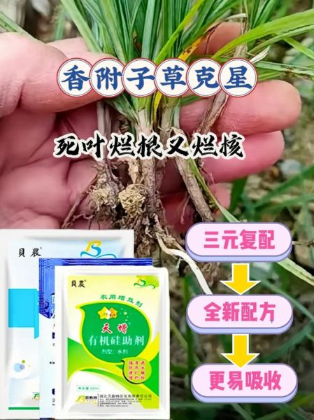 香附子除草剂特效药有哪些_香附子用什么除草剂能根除-第2张图片-山城妙识
