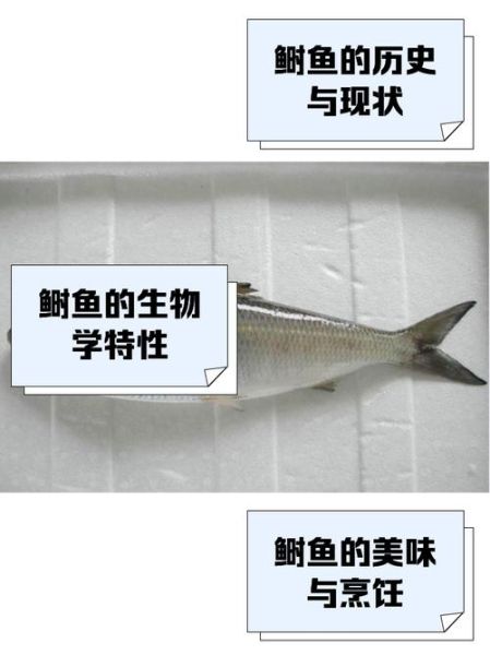 鲥鱼多刺_为什么好吃-第3张图片-山城妙识