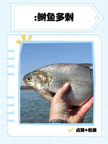 鲥鱼多刺_为什么好吃-第1张图片-山城妙识