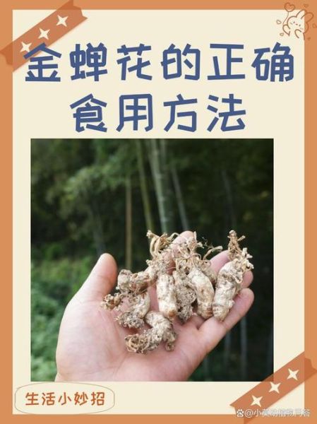 金蝉花怎么吃_金蝉花食用方法大全-第1张图片-山城妙识