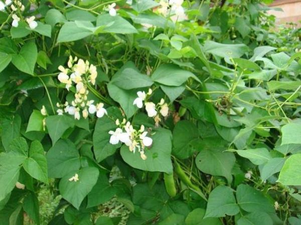 白芸豆长什么样_白芸豆植物形态特征-第1张图片-山城妙识