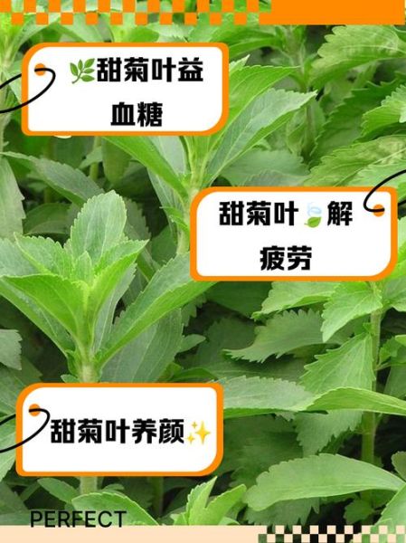 甜叶菊能降血糖吗_甜叶菊的副作用有哪些-第1张图片-山城妙识