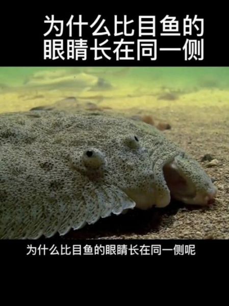 比目鱼图片大全_比目鱼为什么两只眼睛长在一侧-第2张图片-山城妙识