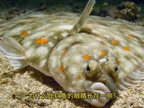比目鱼图片大全_比目鱼为什么两只眼睛长在一侧-第1张图片-山城妙识