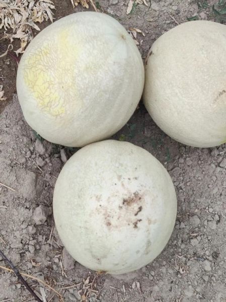 白兰瓜怎么挑选_白兰瓜的功效与作用-第3张图片-山城妙识