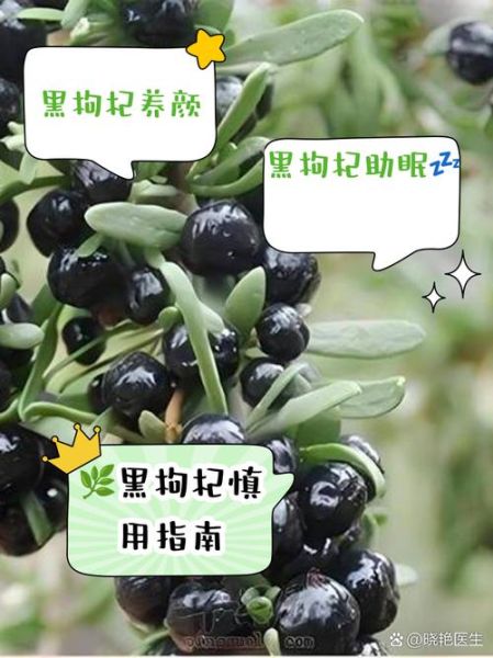 黑枸杞泡水喝的正确方法_黑枸杞食用禁忌有哪些-第3张图片-山城妙识