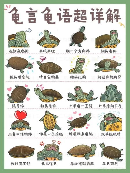 养乌龟的六大禁忌_新手最容易犯的错误-第3张图片-山城妙识