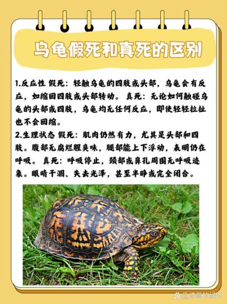 养乌龟的六大禁忌_新手最容易犯的错误-第2张图片-山城妙识