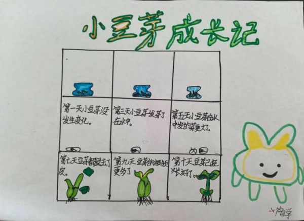 豆芽观察日记七天带图_如何记录生长细节-第1张图片-山城妙识