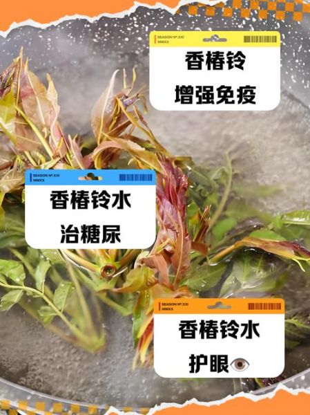 香椿叶煮水有什么功效_香椿叶煮水能天天喝吗-第1张图片-山城妙识