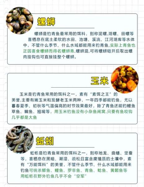 青鱼怎么钓_青鱼钓法技巧-第3张图片-山城妙识 青鱼怎么钓_青鱼钓法技巧-第3张图片-山城妙识