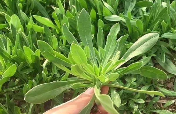 野菜面条菜长什么样_面条菜和面条有关系吗-第3张图片-山城妙识