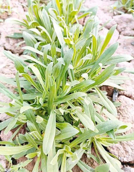 野菜面条菜长什么样_面条菜和面条有关系吗-第2张图片-山城妙识