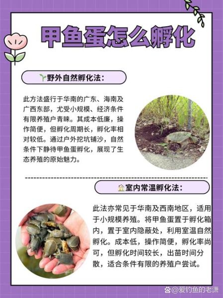 甲鱼蛋图片大全_甲鱼蛋怎么孵化-第3张图片-山城妙识