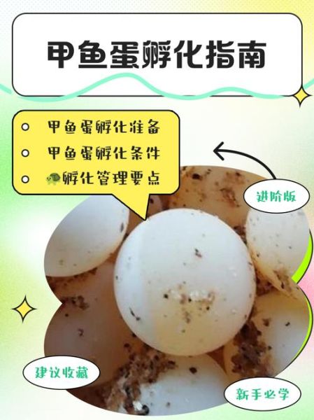 甲鱼蛋图片大全_甲鱼蛋怎么孵化-第1张图片-山城妙识