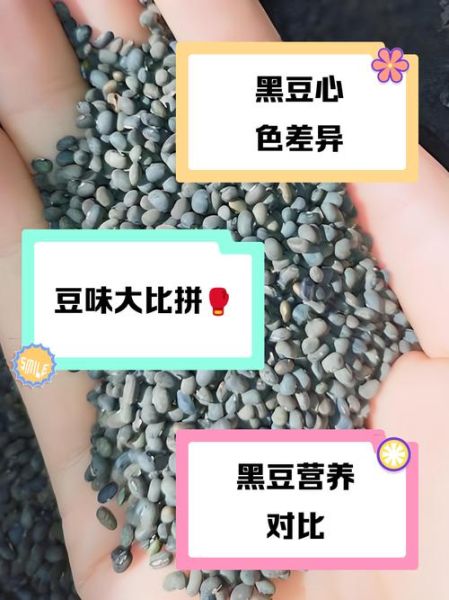 黑豆绿心黄心哪个补肾_绿心黑豆补肾效果好吗-第2张图片-山城妙识