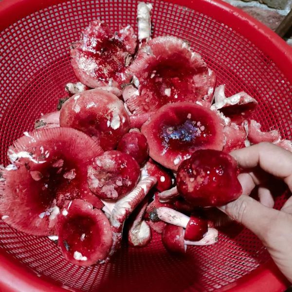 红菇图片多少钱一斤_红菇价格2024最新行情-第1张图片-山城妙识 红菇图片多少钱一斤_红菇价格2024最新行情-第1张图片-山城妙识