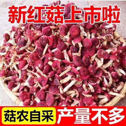 红菇图片多少钱一斤_红菇价格2024最新行情-第2张图片-山城妙识 红菇图片多少钱一斤_红菇价格2024最新行情-第2张图片-山城妙识