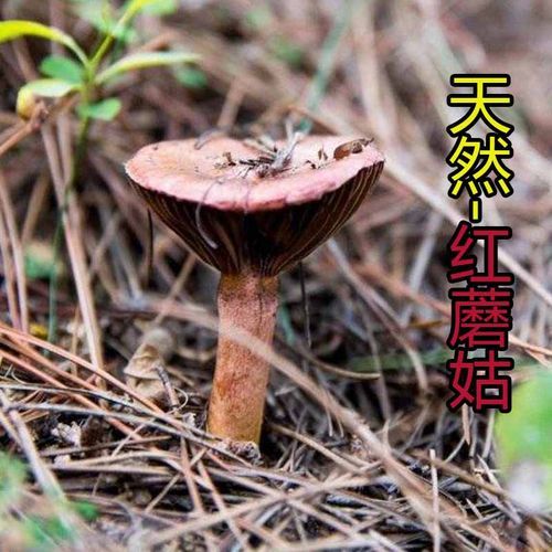 红菇图片多少钱一斤_红菇价格2024最新行情-第3张图片-山城妙识 红菇图片多少钱一斤_红菇价格2024最新行情-第3张图片-山城妙识