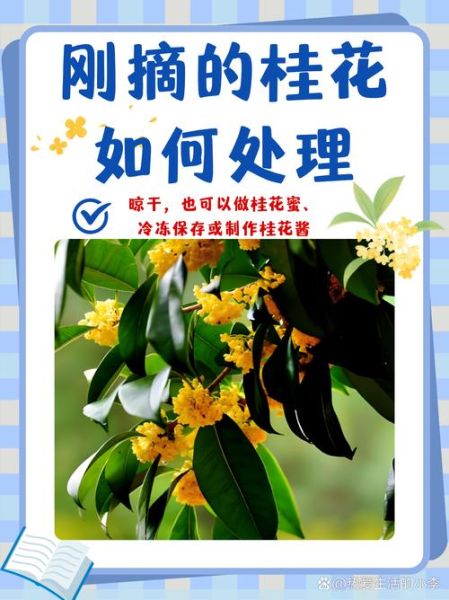 新鲜桂花怎么保存_桂花保存一年不坏的方法-第1张图片-山城妙识