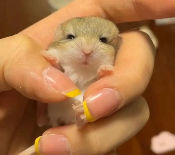 通心粉鼠吃什么_通心粉鼠饮食禁忌-第3张图片-山城妙识 通心粉鼠吃什么_通心粉鼠饮食禁忌-第3张图片-山城妙识