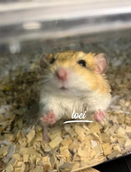 通心粉鼠吃什么_通心粉鼠饮食禁忌-第1张图片-山城妙识 通心粉鼠吃什么_通心粉鼠饮食禁忌-第1张图片-山城妙识