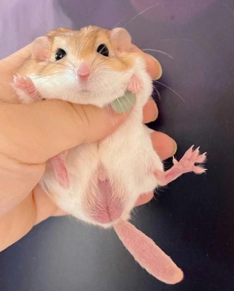 通心粉鼠吃什么_通心粉鼠饮食禁忌-第2张图片-山城妙识 通心粉鼠吃什么_通心粉鼠饮食禁忌-第2张图片-山城妙识