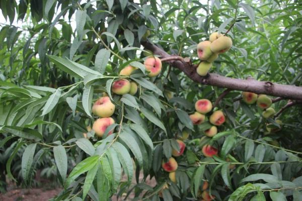 蟠桃村在哪里_蟠桃村有什么特产-第1张图片-山城妙识 蟠桃村在哪里_蟠桃村有什么特产-第1张图片-山城妙识