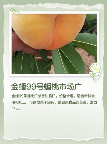 蟠桃村在哪里_蟠桃村有什么特产-第2张图片-山城妙识 蟠桃村在哪里_蟠桃村有什么特产-第2张图片-山城妙识