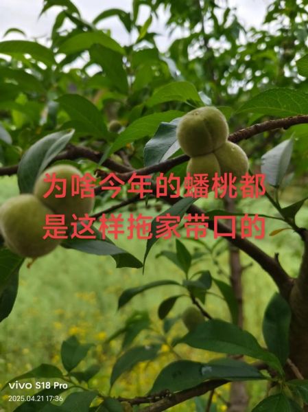 蟠桃村在哪里_蟠桃村有什么特产-第3张图片-山城妙识 蟠桃村在哪里_蟠桃村有什么特产-第3张图片-山城妙识