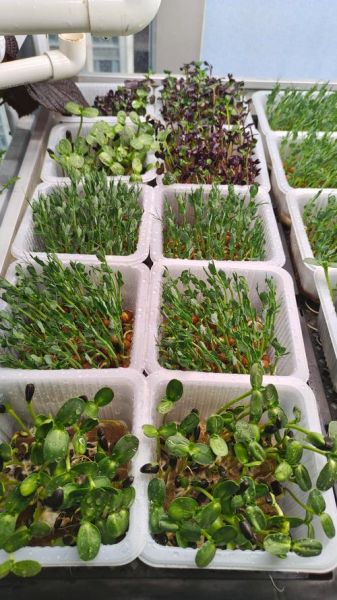 芽苗菜市场前景怎么样_芽苗菜种植利润高吗-第1张图片-山城妙识